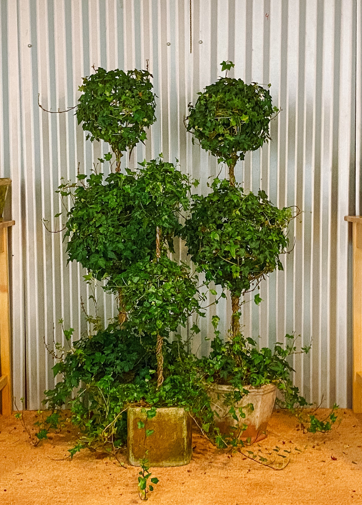 ivy topiary forms