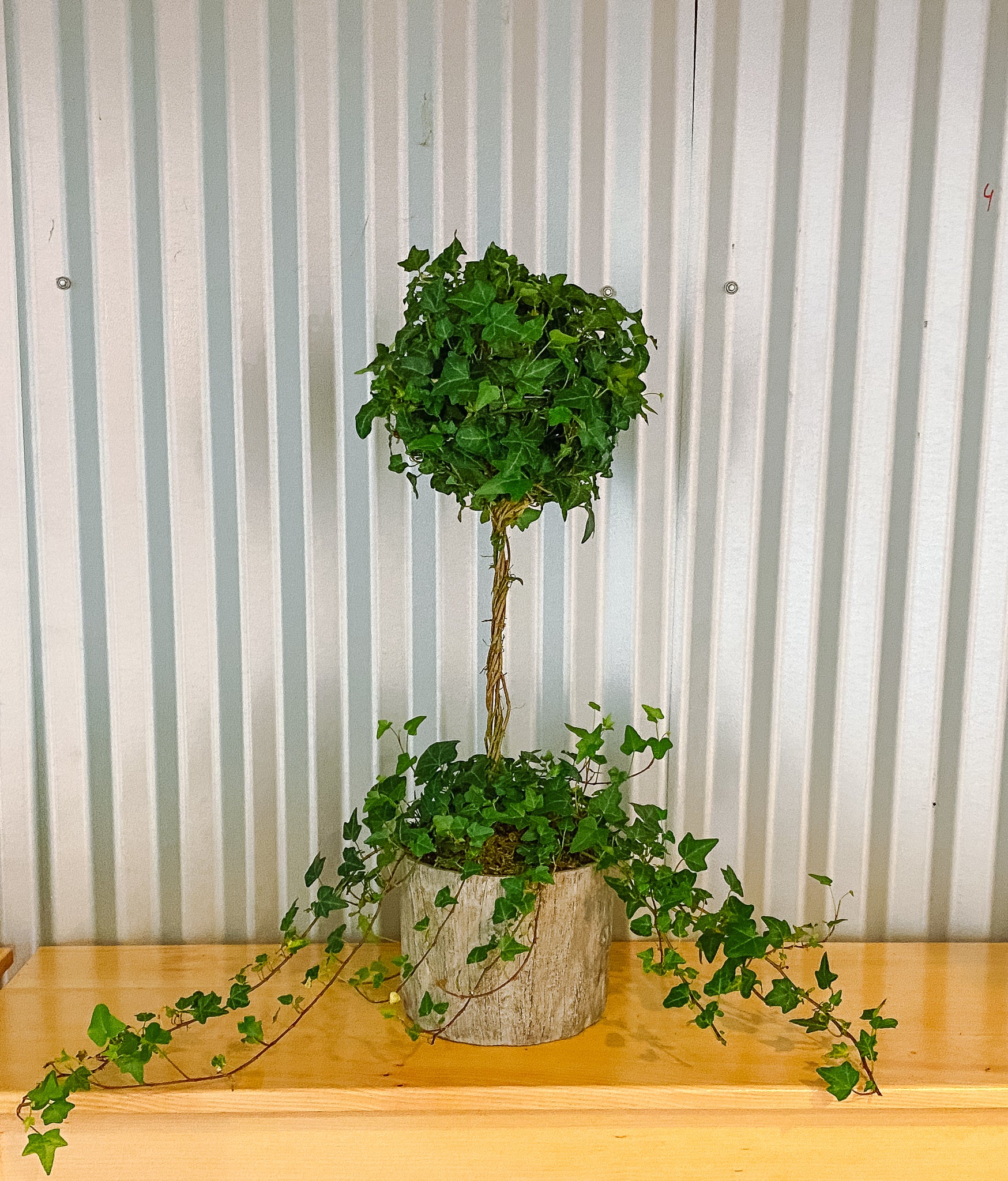 ivy topiary